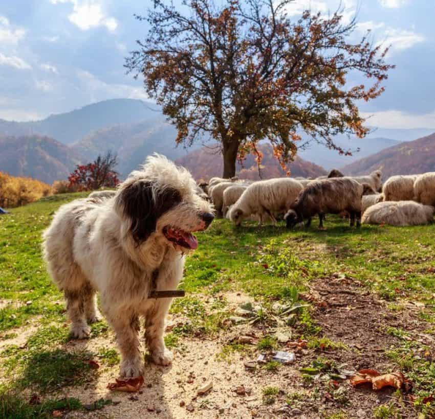 Dog Joring Training: Bikejoring, Skijoing, & More!