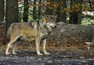 8 Wolf-Like Dog Breeds: Huskies, Wolfdogs, and More!