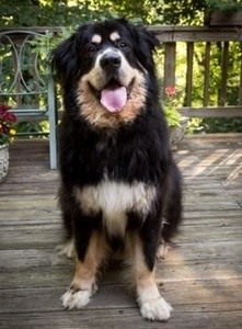 15 Newfoundland Mixes Breeds: Enormous Newfies to Nuzzle You!