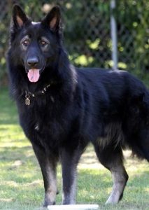 15 Newfoundland Mixes Breeds: Enormous Newfies to Nuzzle You!
