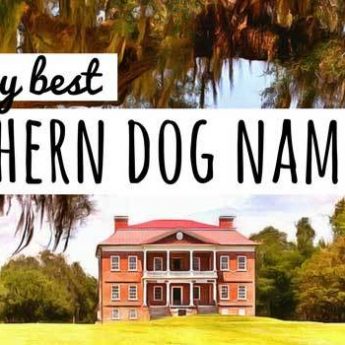 65+ Fun and Fluffy Names For Your Furry Floof Friend!