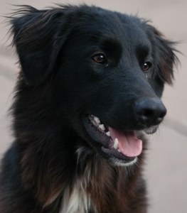 14 Great Pyrenees Mixed Breeds: Massive, Majestic Mixes!
