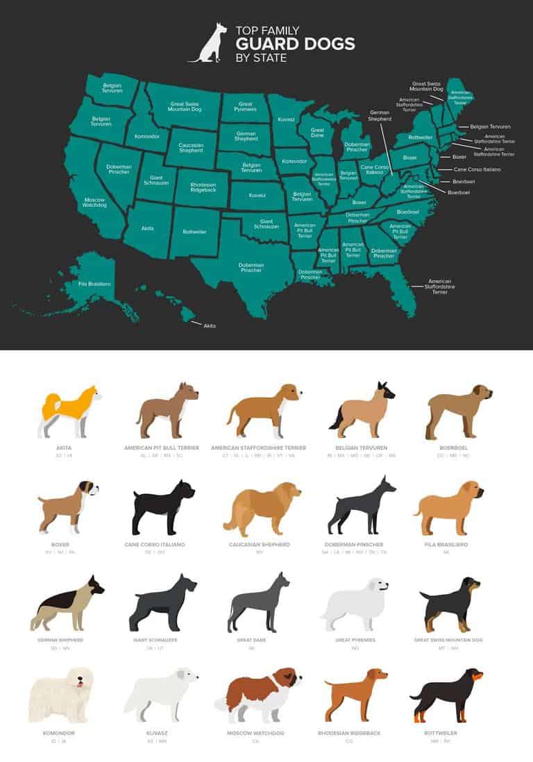 14 Best Dogs for Protection: Which Are Top Guard Dogs?