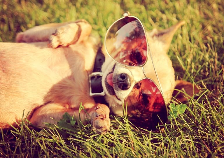 19 Best Dog Poses for Photo Shoots: Instagram Envy Shots!