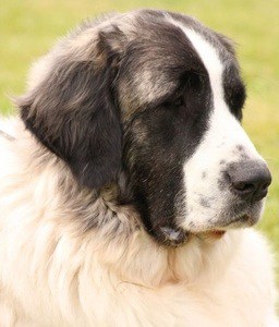 14 Great Pyrenees Mixed Breeds: Massive, Majestic Mixes!