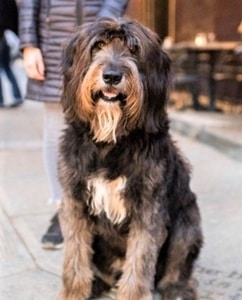 Old English Sheepdog Mixed Breeds: Best Shaggy Buddies!