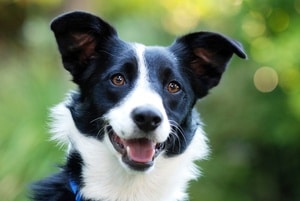 100+ Duo Dog Names: Perfect Pairs of Pups!