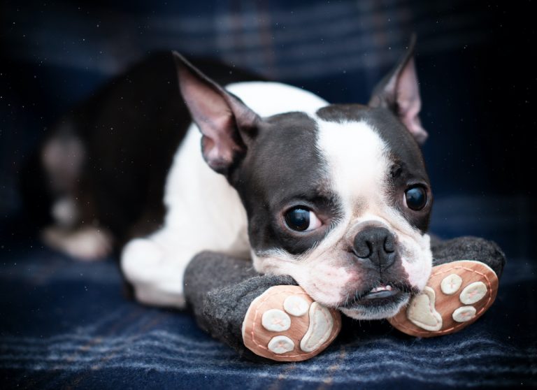 8 Best Booties for Dogs [2026 Reviews]: Protecting Your Pup's Paws!