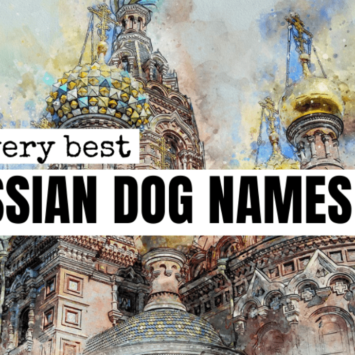 175+ Dog Names That Mean "Protector"