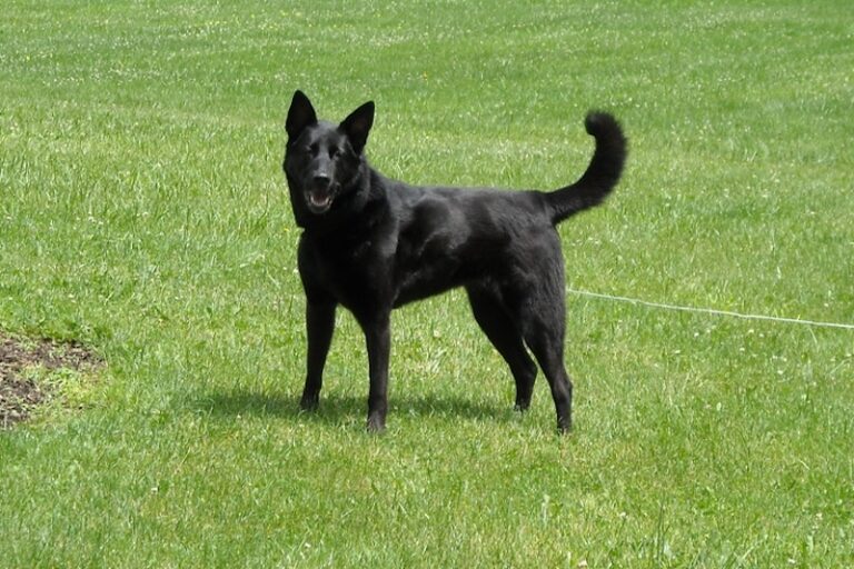 33 Labrador Mixed Breeds: Lovable Lab Mixes With Lifelong Loyalty