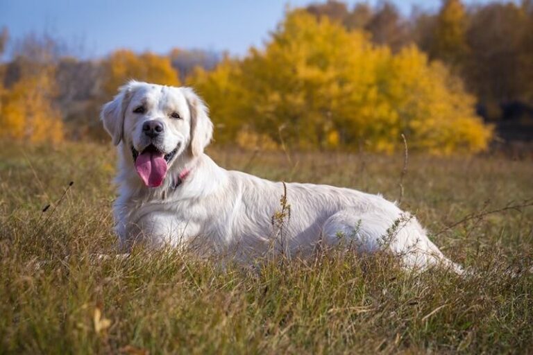 33 Labrador Mixed Breeds: Lovable Lab Mixes With Lifelong Loyalty