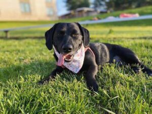 33 Labrador Mixed Breeds: Lovable Lab Mixes With Lifelong Loyalty