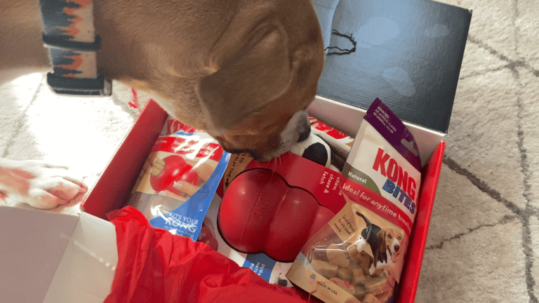5 Best Belly Bands for Dogs With Peeing Problems