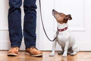 Loose Leash Walking 101: Training Your Dog to Not Pull on the Leash!