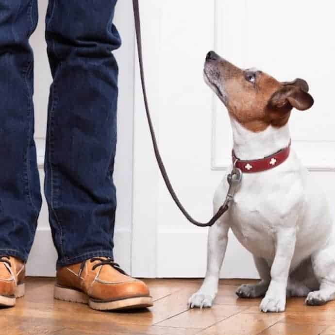 Are You Holding Your Dog's Leash Wrong?