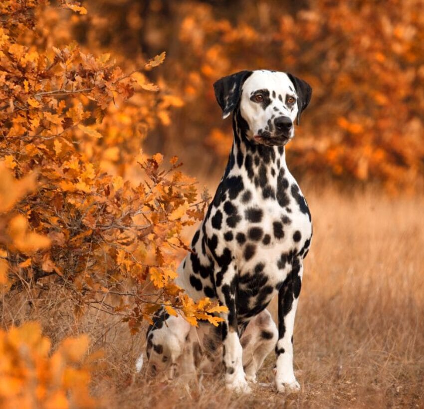 Black Mouth Cur 101 Breed Profile: What You NEED To Know!