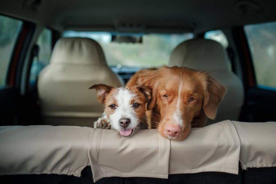12 Incredible Dog Rescue Stories With Before and After Photos
