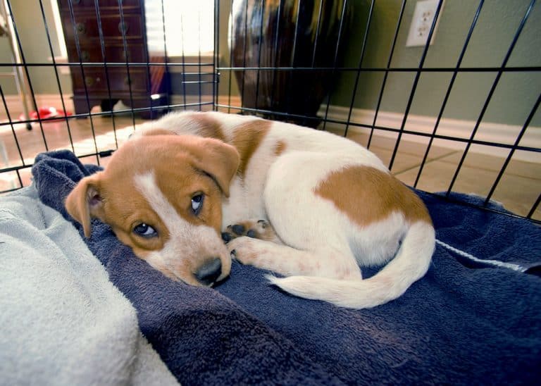 Help - My Dog Is Scared of Going Outside!