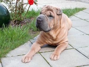 15+ Brachycephalic Dog Breeds (Plus Grey Zone Breeds)
