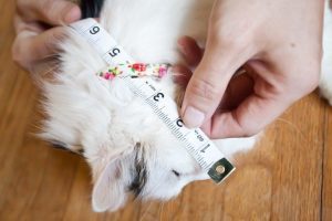 7 DIY Dog Cones: Seven E-Collars You Can Make at Home
