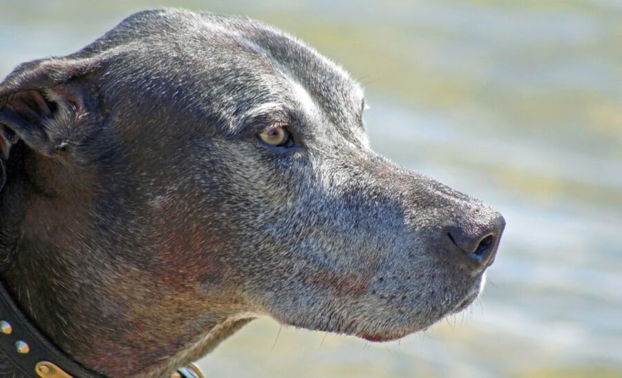 100+ Duo Dog Names: Perfect Pairs of Pups!