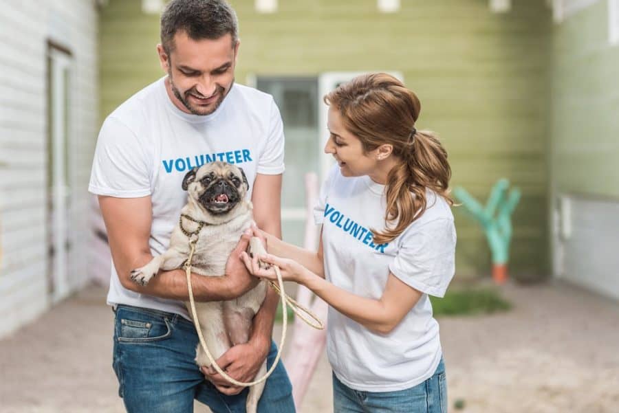 12 Incredible Dog Rescue Stories With Before and After Photos