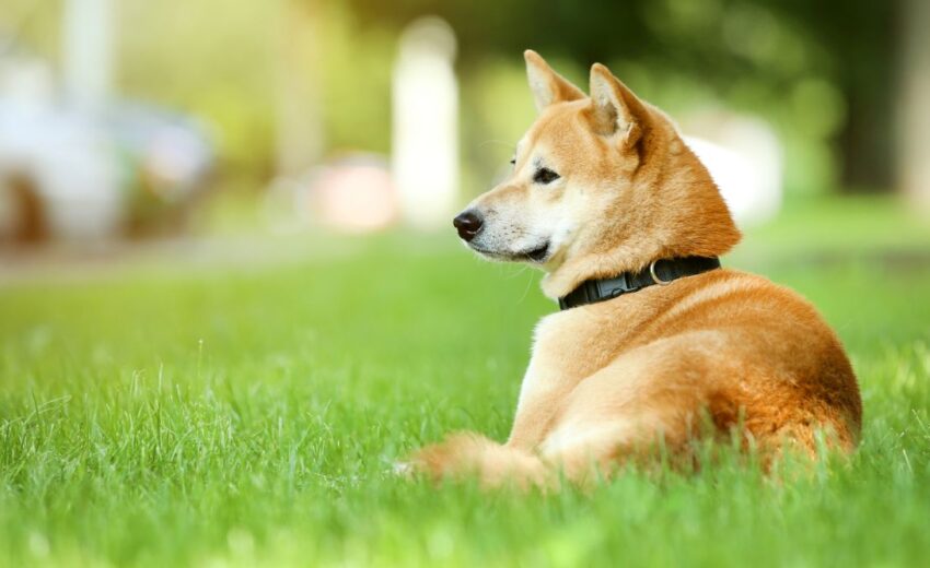 300 Japanese Dog Names Orient Inspired Canine Name Ideas 300 Japanese Dog Names Orient Inspired Canine Name Ideas