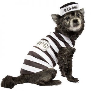 Dog Halloween Costumes 101