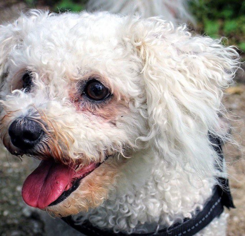20 Largest Dog Breeds Around: Giant and Lovable XL Canines!