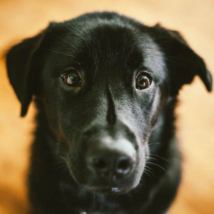 175+ Dog Names That Mean "Protector"