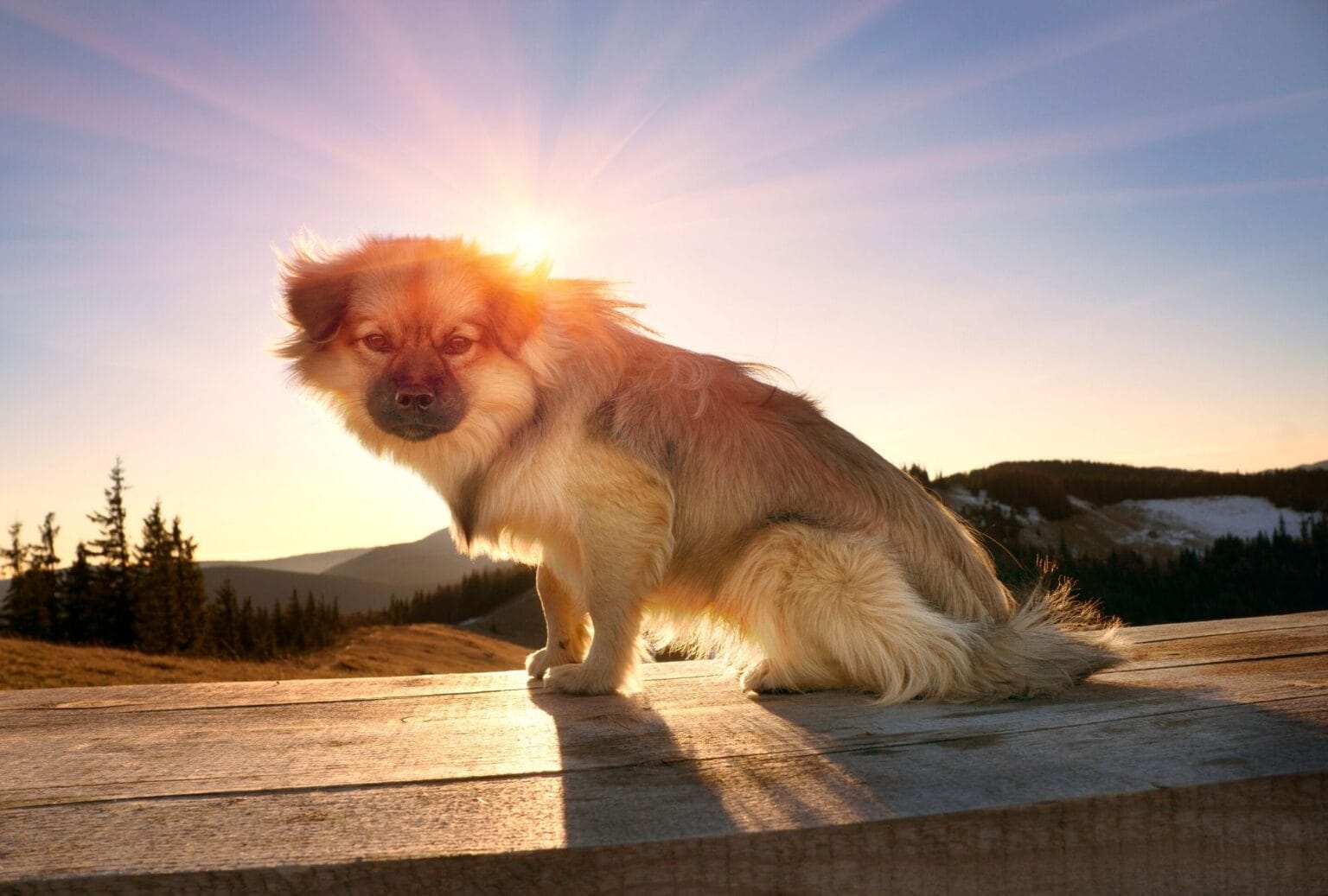 500+ Space Dog Names For Fido: Stellar Canine Name Ideas!