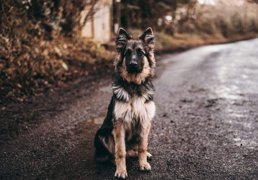 200+ Dog Names That Mean “Lucky”