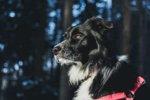 175+ Dog Names That Mean "Protector"