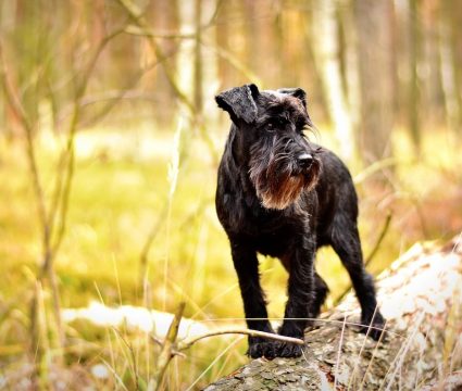 14 Australian Shepherd Mixes: Working Dogs With Hearts of Gold!