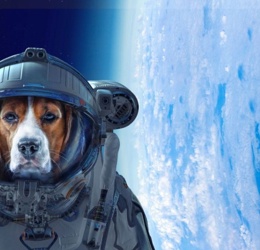 175+ Dog Names That Mean "Protector"