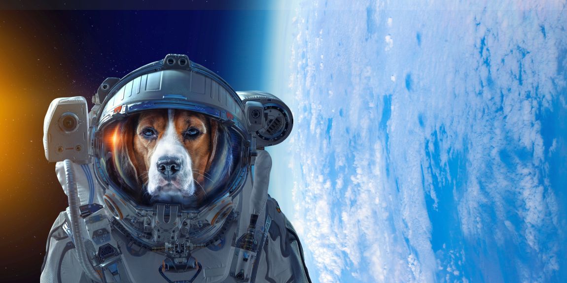 500 Space Dog Names For Fido Stellar Canine Name Ideas 500 Space Dog Names For Fido Stellar Canine Name Ideas