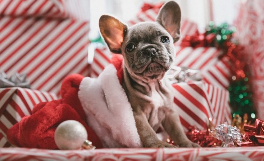 50 Unique Gifts For Dogs Dog Lovers New 2023 Products 
