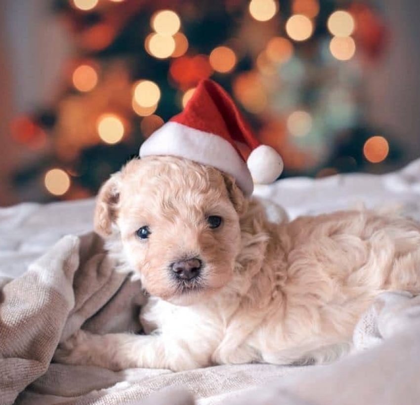 175+ Dog Names That Mean "Protector"