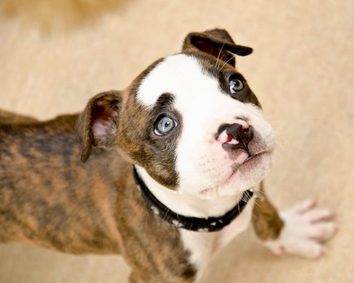 175+ Dog Names That Mean "Protector"