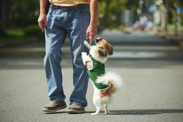 Puppy Time-Outs: How to Give Your Dog a Timeout!