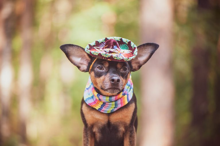 175+ Dog Names That Mean "Protector"