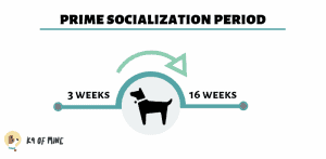 Puppy Socialization Checklist: How to Socialize a Puppy (80+ Stimuli)!
