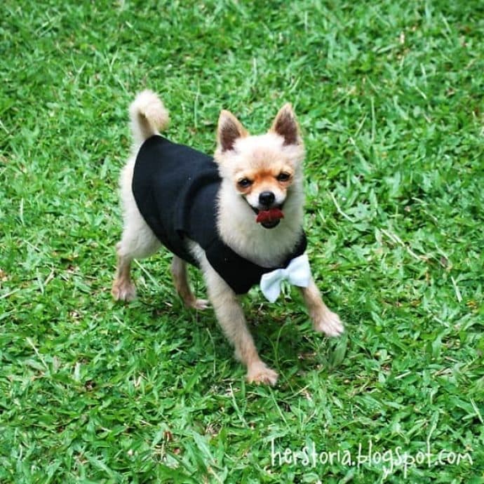 15 DIY Dog Sweater Designs: Homemade Sweaters For Your Pup!