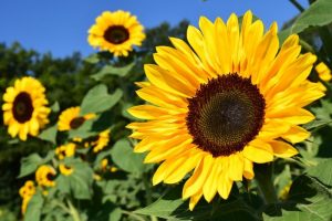 9 Dog-Safe Flowers: Safe Blooms to Plant Around Your Pooch
