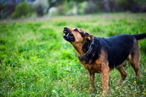 3 Best Dog Repellent Sprays For Keeping Aggressive Canines Away!