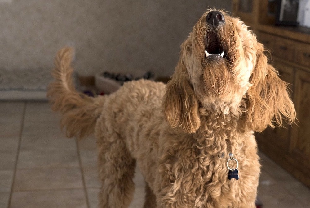 My Dog Barks At Everything What Should I Do My Dog Barks At Everything What Should I Do
