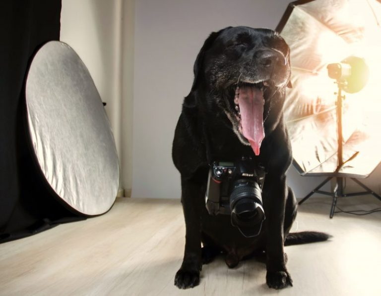 How to Become a Pet Photographer: A Beginner's Guide