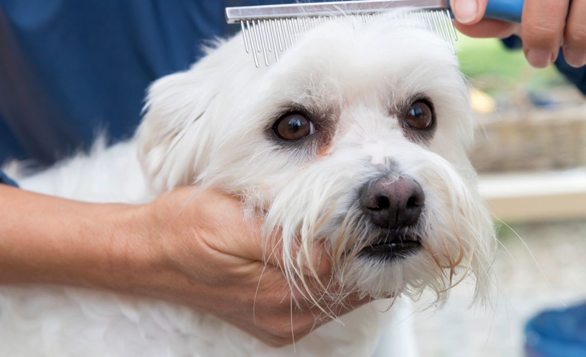 How To Get Rid Of Dog Tear Stains Tear Stain Removers How To Get Rid Of Dog Tear Stains Tear Stain Removers