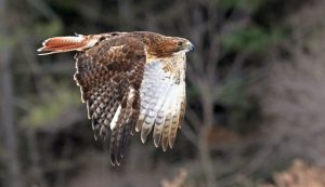 How to Protect Your Dog From Hawks, Owls, & Other Birds of Prey