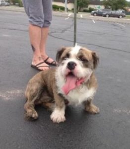 26 Shih Tzu Mixes: Adorable Shih Tzu Mixed Breeds!